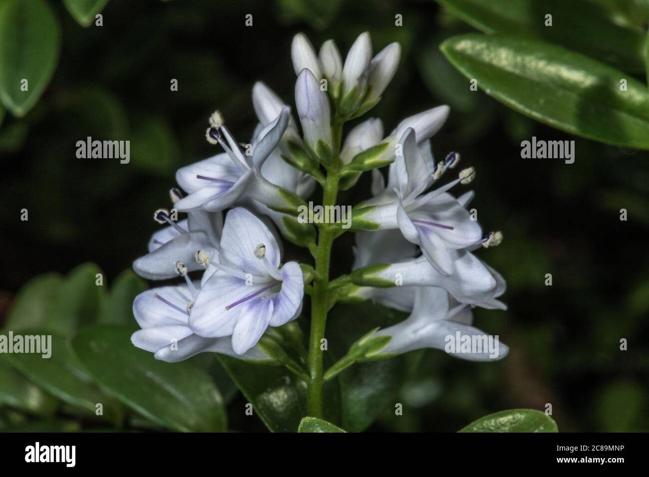 Flower of Kokomuka, Shore Hebe, or Shore Koromiko (Hebe elliptica Stock ...