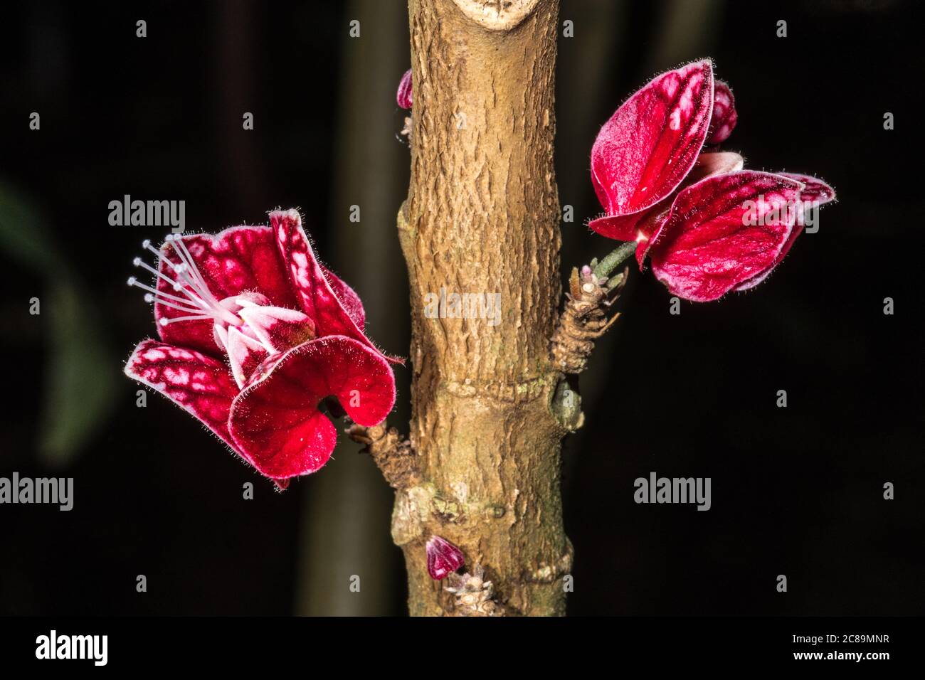Flowers of Goethea (Goethea strictiflora Stock Photo - Alamy
