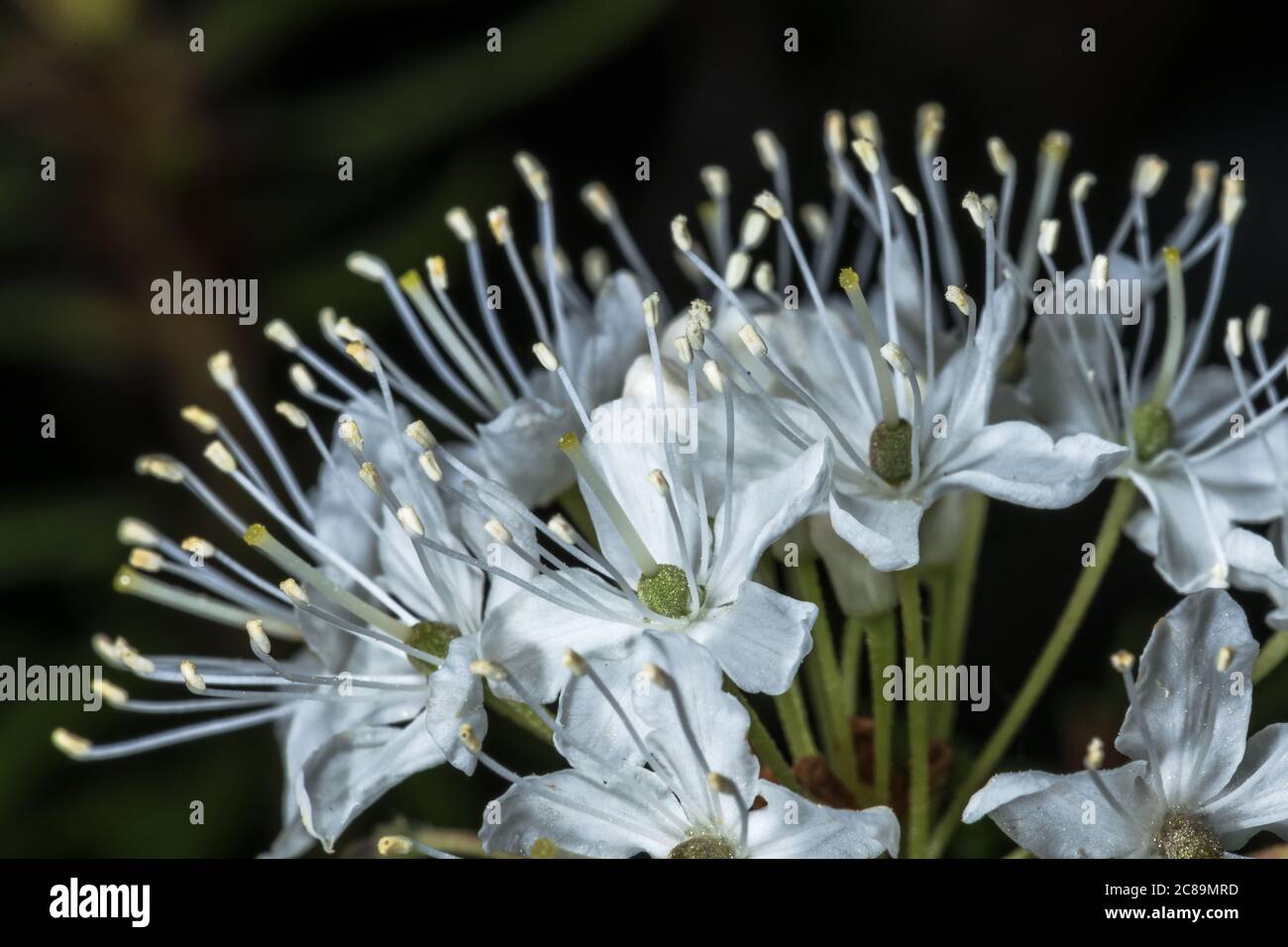 Labrador marsh tea hi-res stock photography and images - Alamy