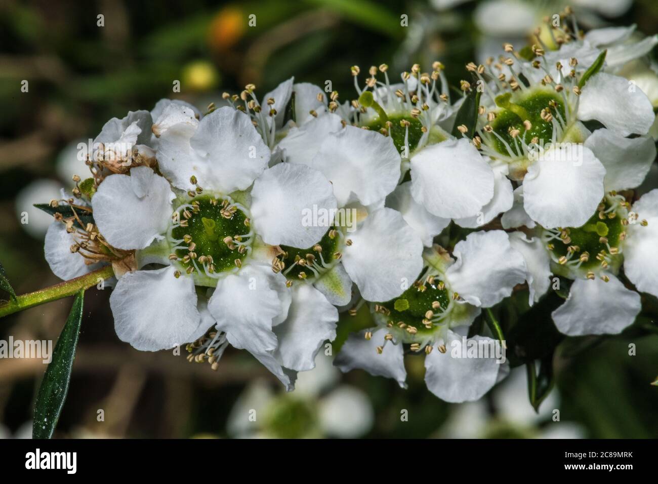 Australian native plant species hi-res stock photography and images - Alamy