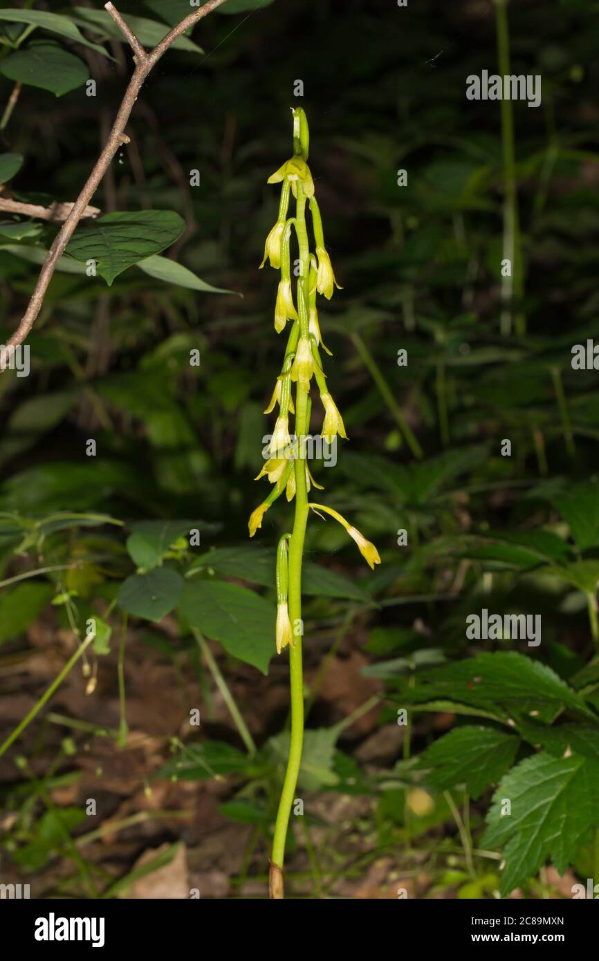 Putty Colour High Resolution Stock Photography and Images - Alamy