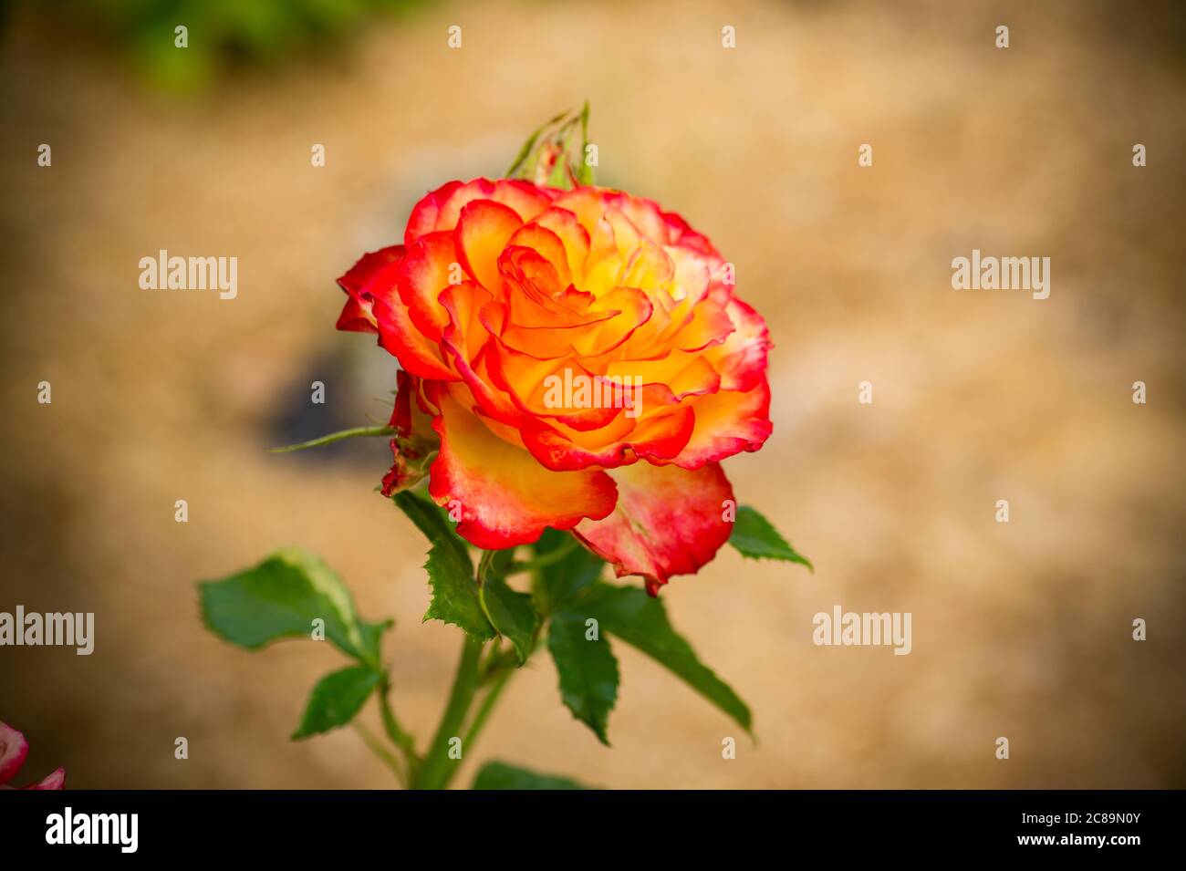beautiful yellow rose with a red tint on an orange background Stock ...
