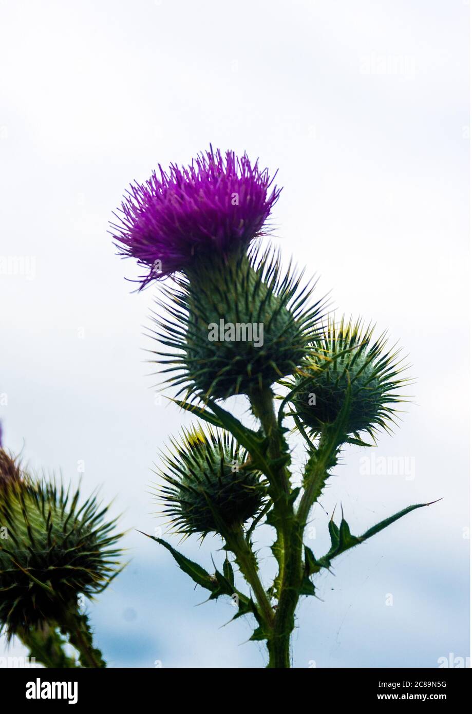 Emblem of scotland hi-res stock photography and images - Alamy