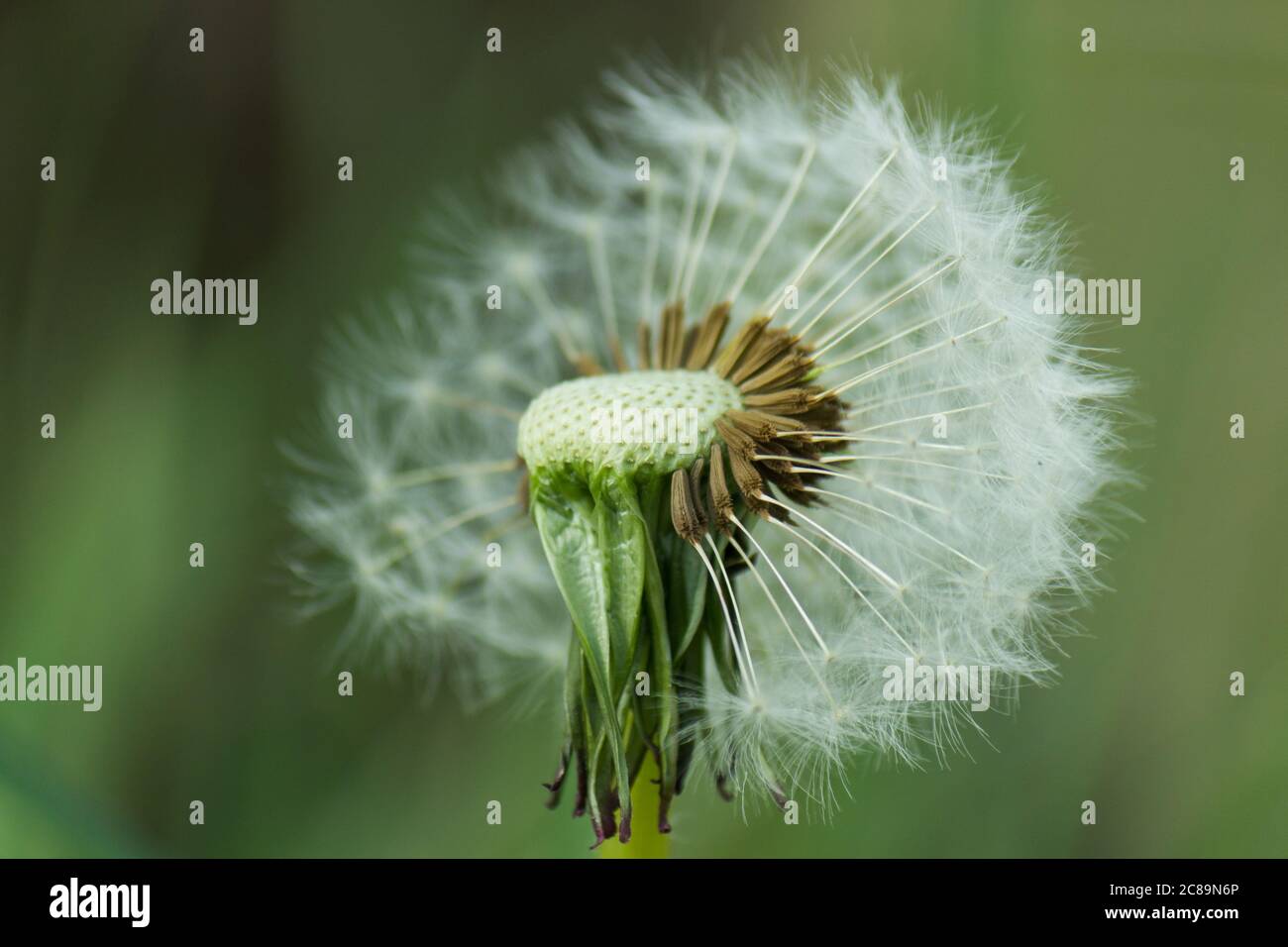 Flower fluffy fruit grass green hi-res stock photography and images - Alamy