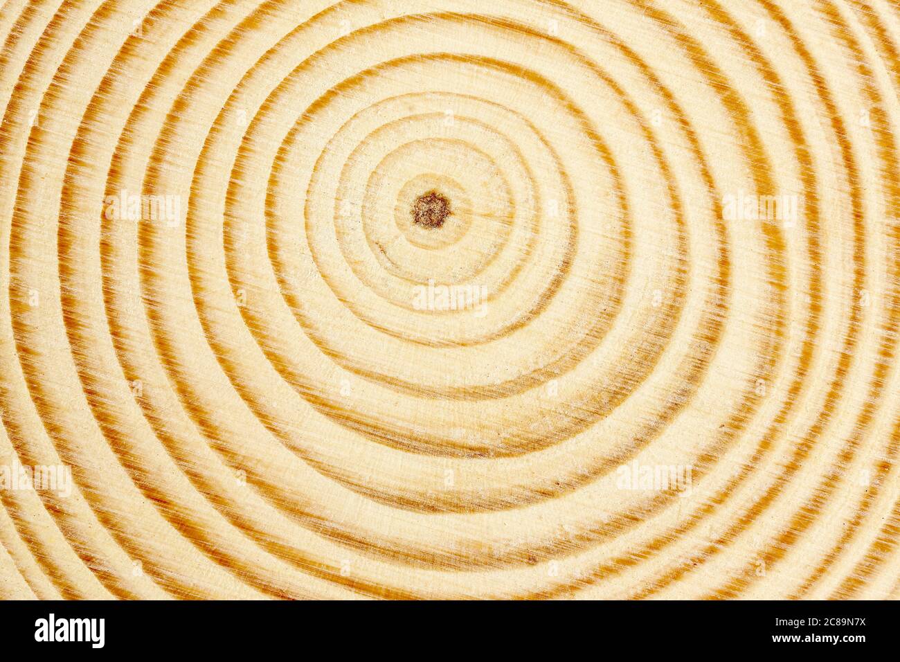 macro of cross section of tree branch with rings Stock Photo - Alamy