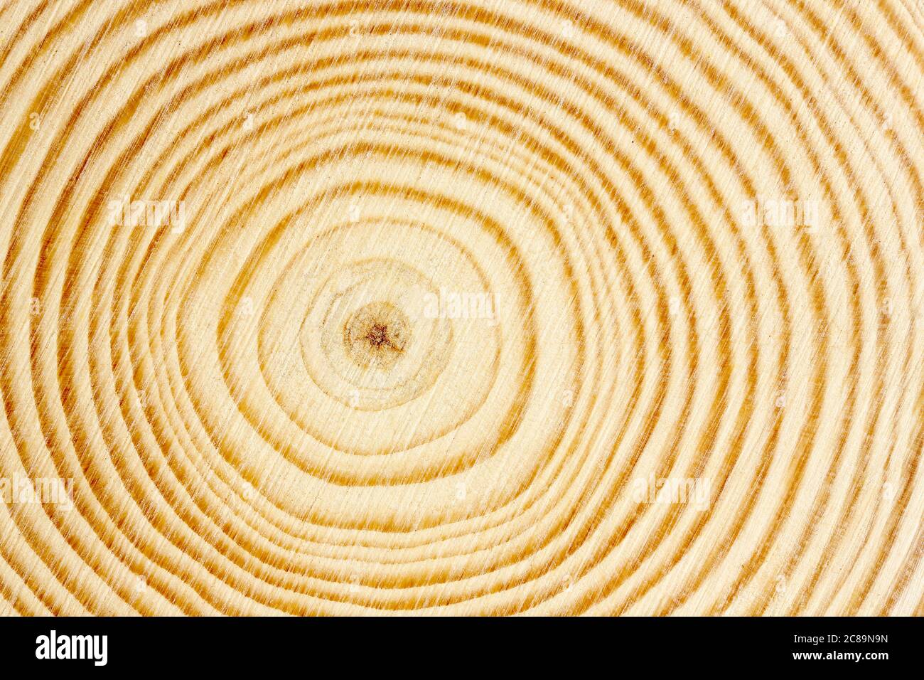 macro of cross section of tree branch with rings Stock Photo - Alamy