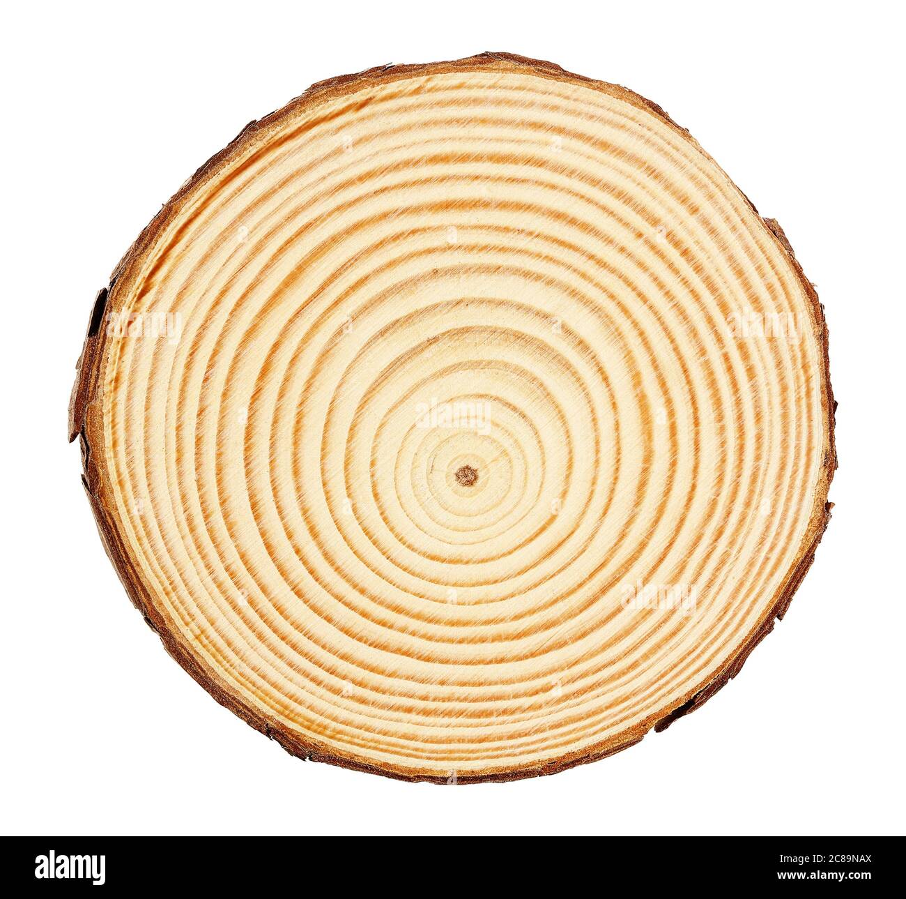 cross section of tree branch with evident rings isolated on white Stock ...