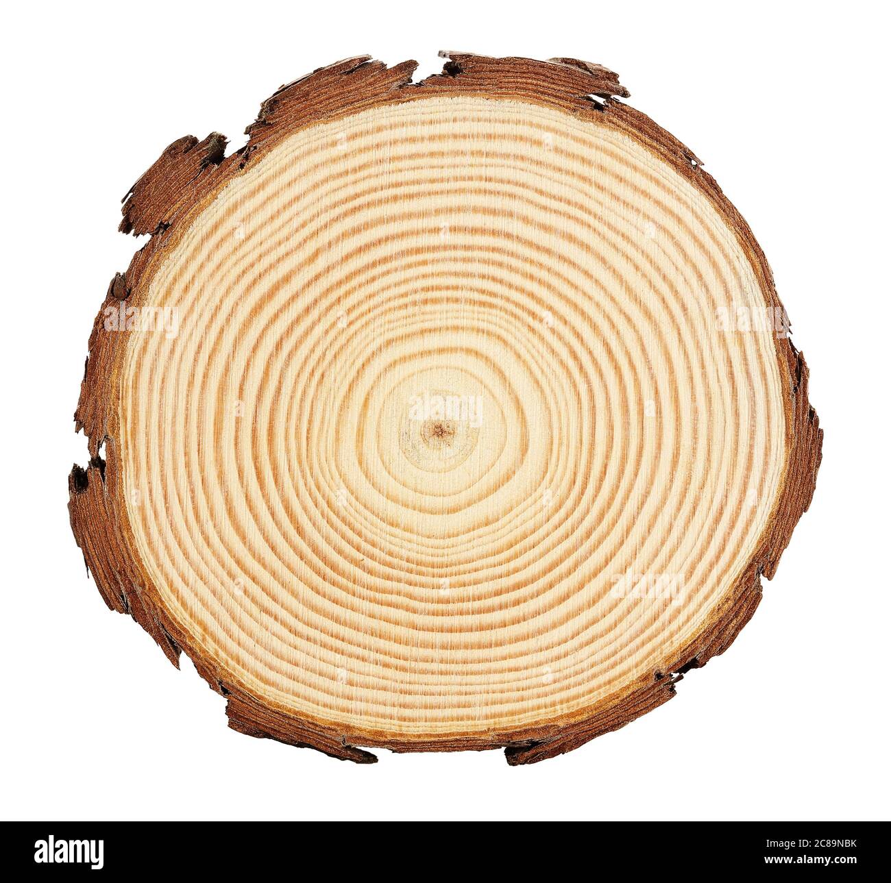 cross section of tree branch with evident rings isolated on white Stock ...