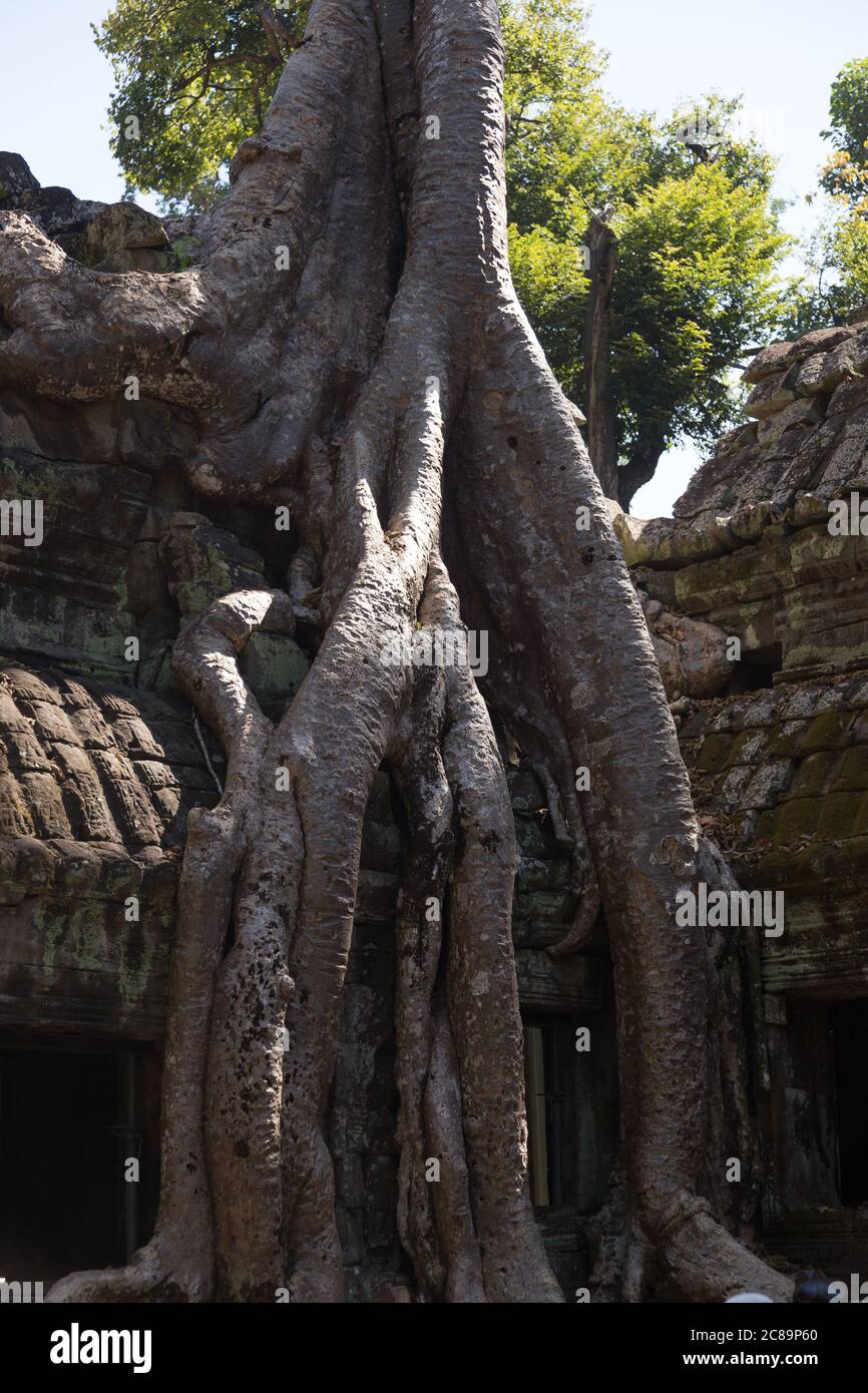 Ta Prohm, Angkor Wat, Cambodia, trees engulfing the temple structures ...