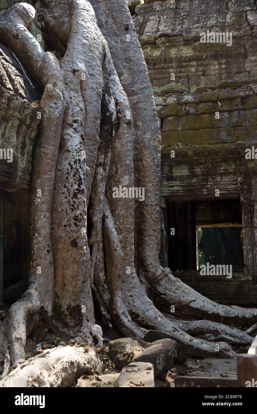 Ta Prohm, Angkor Wat, Cambodia, trees engulfing the temple structures ...
