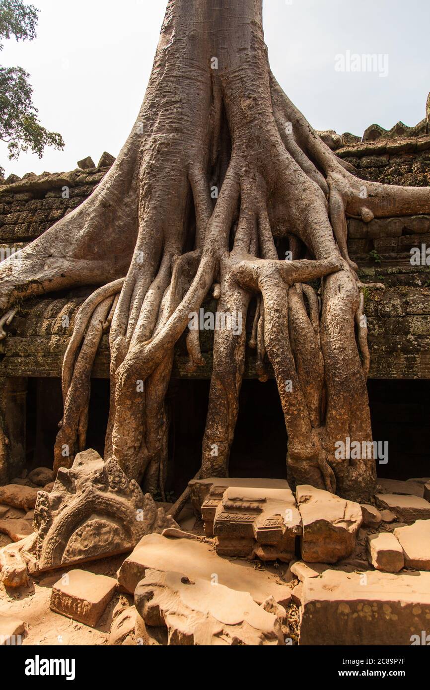 Ta Prohm, Angkor Wat, Cambodia, trees engulfing the temple structures ...