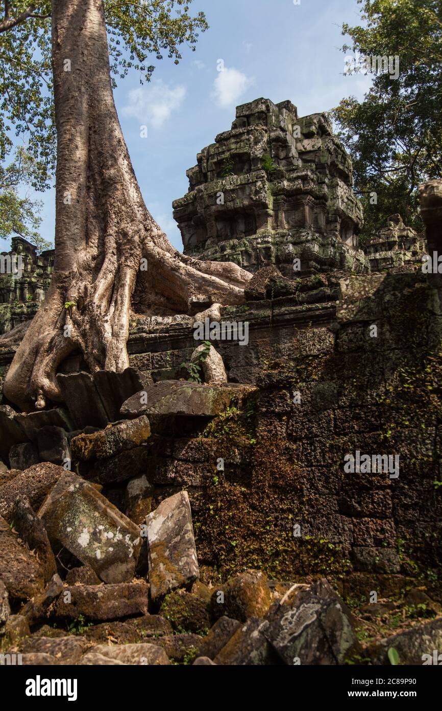Ta Prohm, Angkor Wat, Cambodia, trees engulfing the temple structures ...