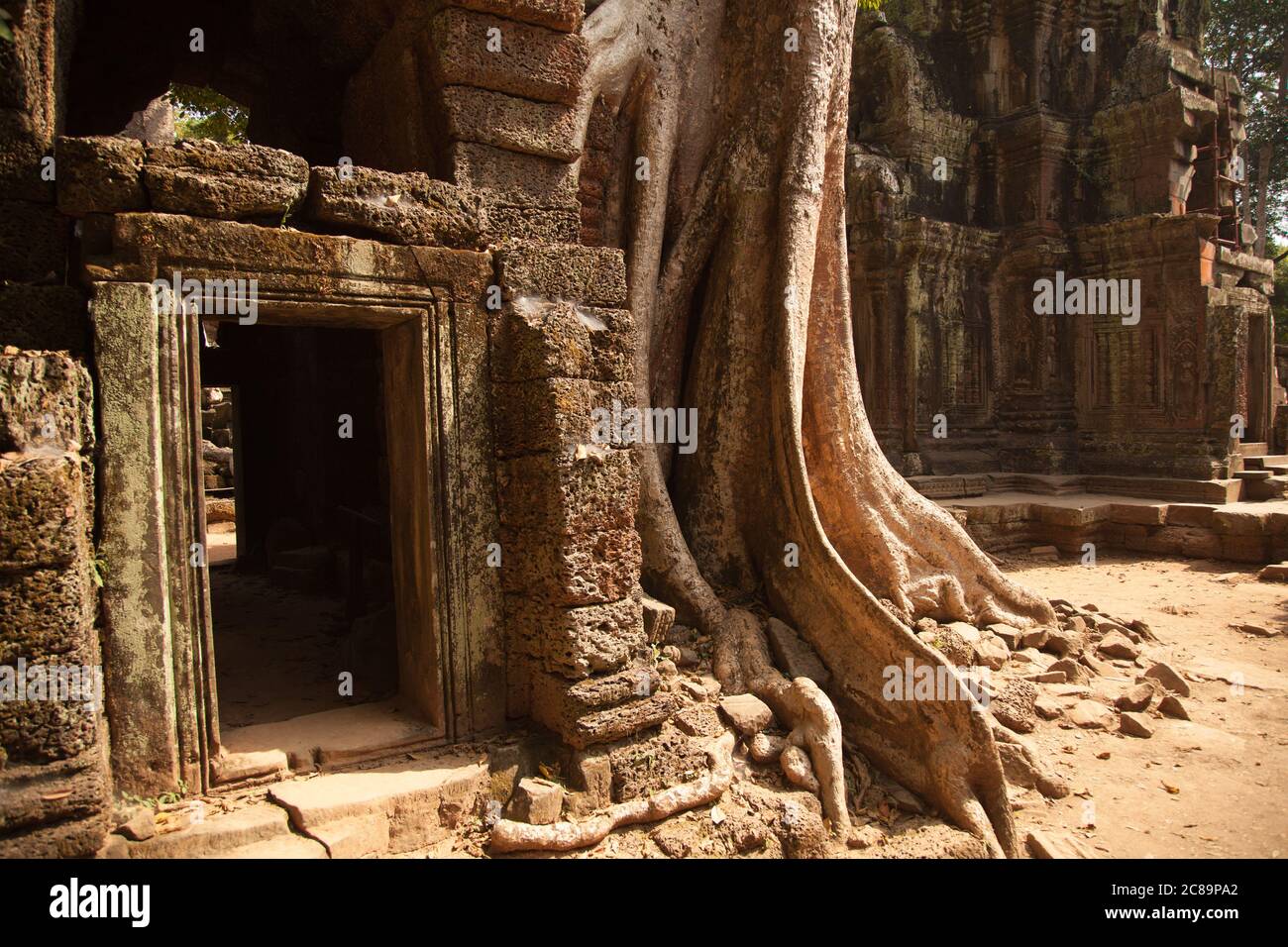 Ta Prohm, Angkor Wat, Cambodia, trees engulfing the temple structures ...