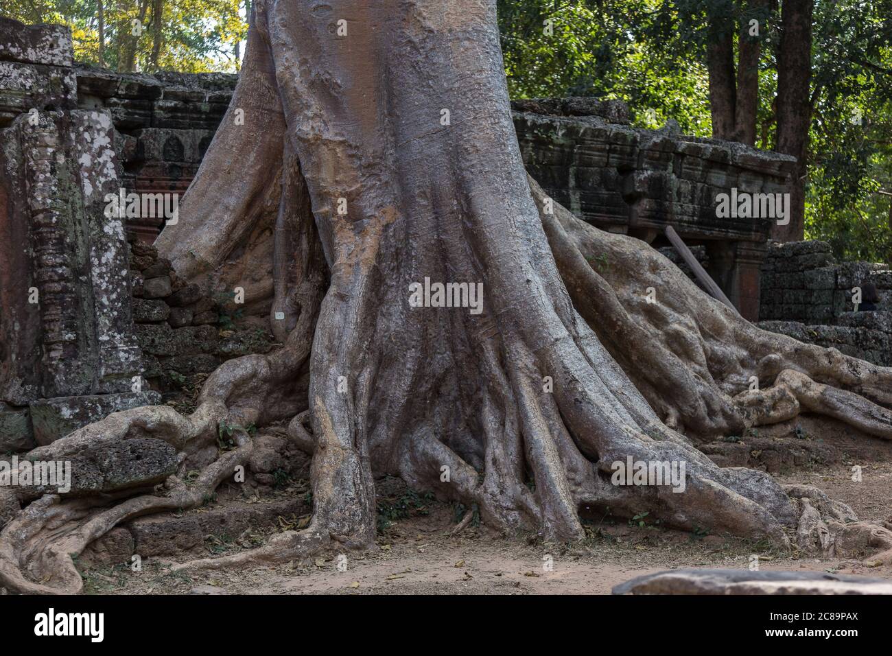 Ta Prohm, Angkor Wat, Cambodia, trees engulfing the temple structures ...
