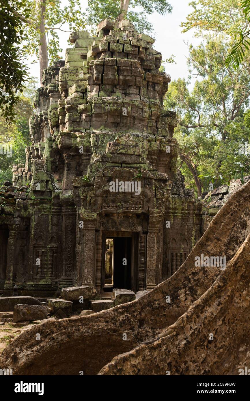 Ta Prohm, Angkor Wat, Cambodia, trees engulfing the temple structures ...