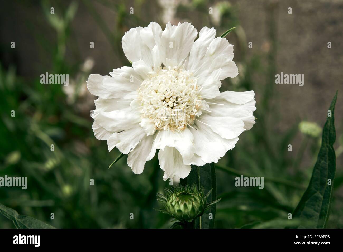 Pincushion flower hi-res stock photography and images - Alamy