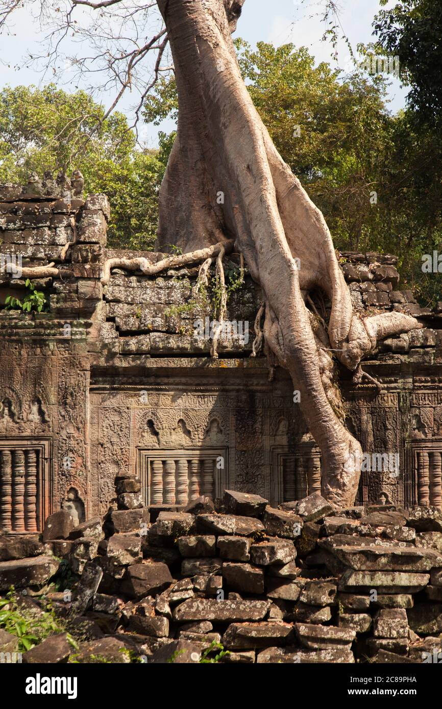 Ta Prohm, Angkor Wat, Cambodia, trees engulfing the temple structures ...