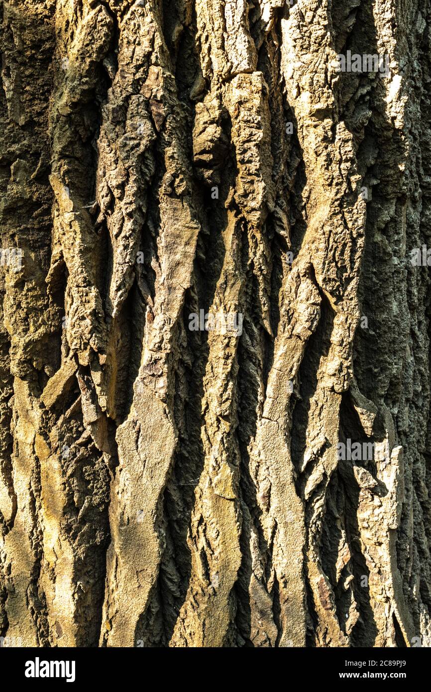 Bark of Silverleaf Poplar (Populus alba Stock Photo - Alamy