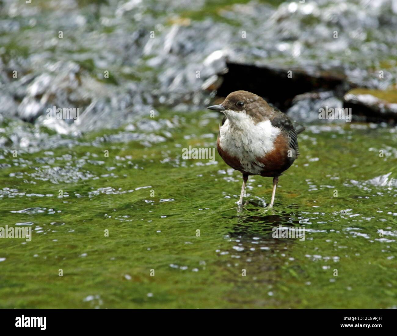 Wading river birds hi-res stock photography and images - Alamy