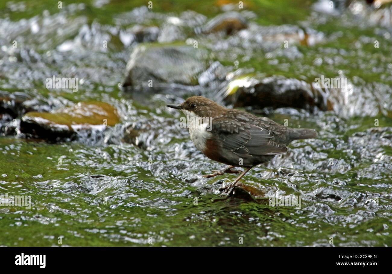 Dipper fishing in the river Stock Photo - Alamy