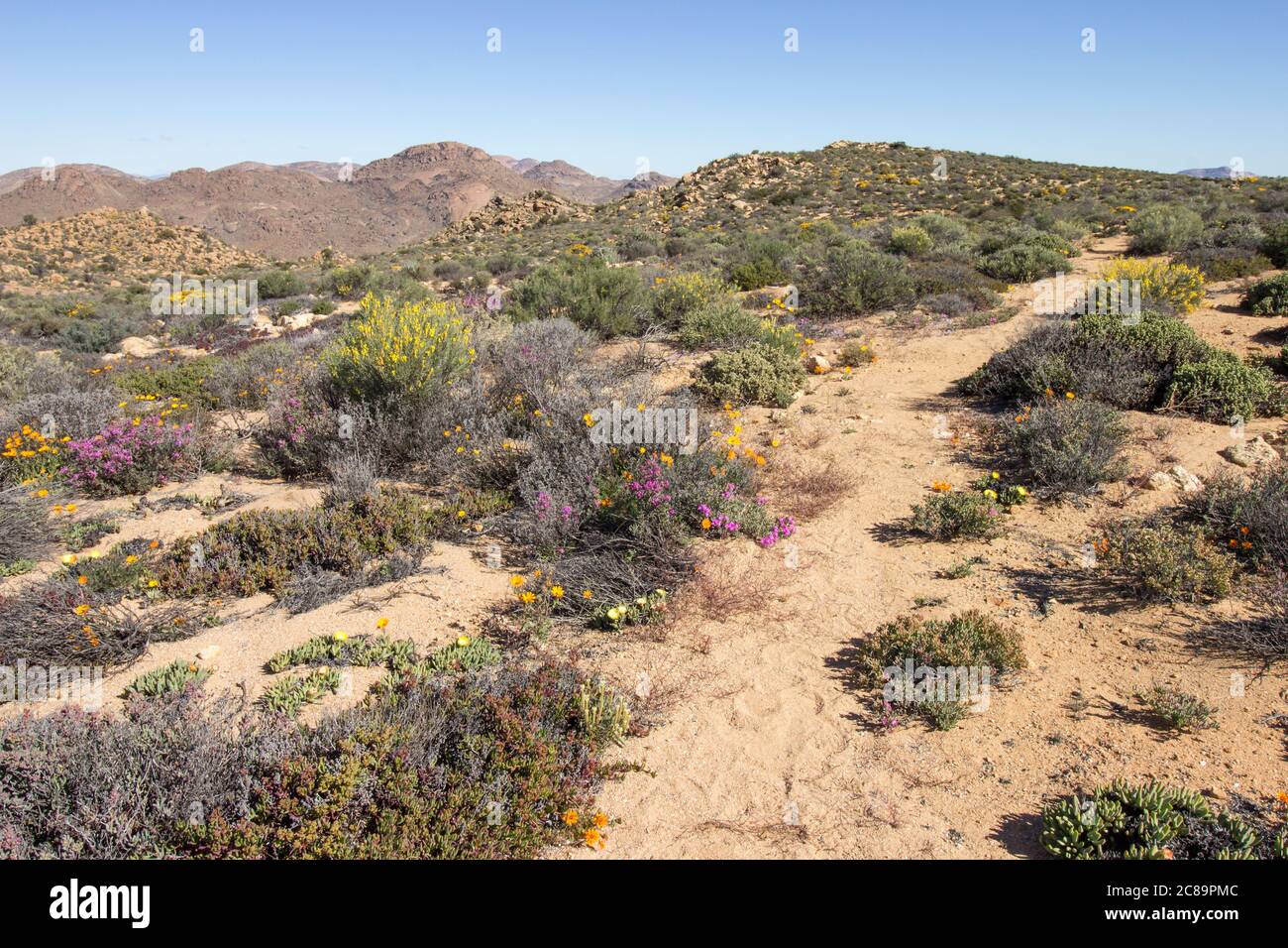 Wild flowers nature veld hi-res stock photography and images - Alamy