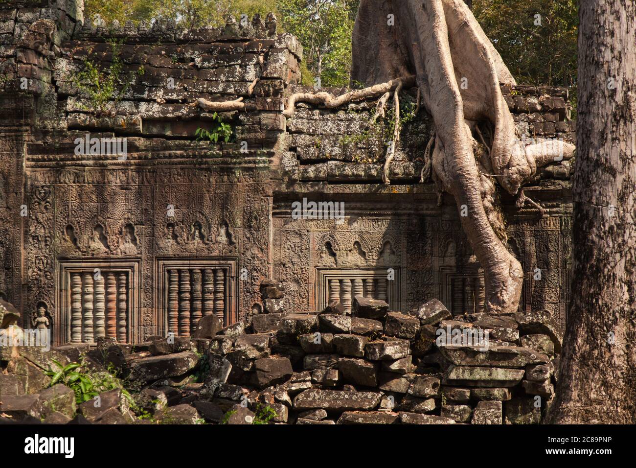 Ta Prohm, Angkor Wat, Cambodia, trees engulfing the temple structures ...