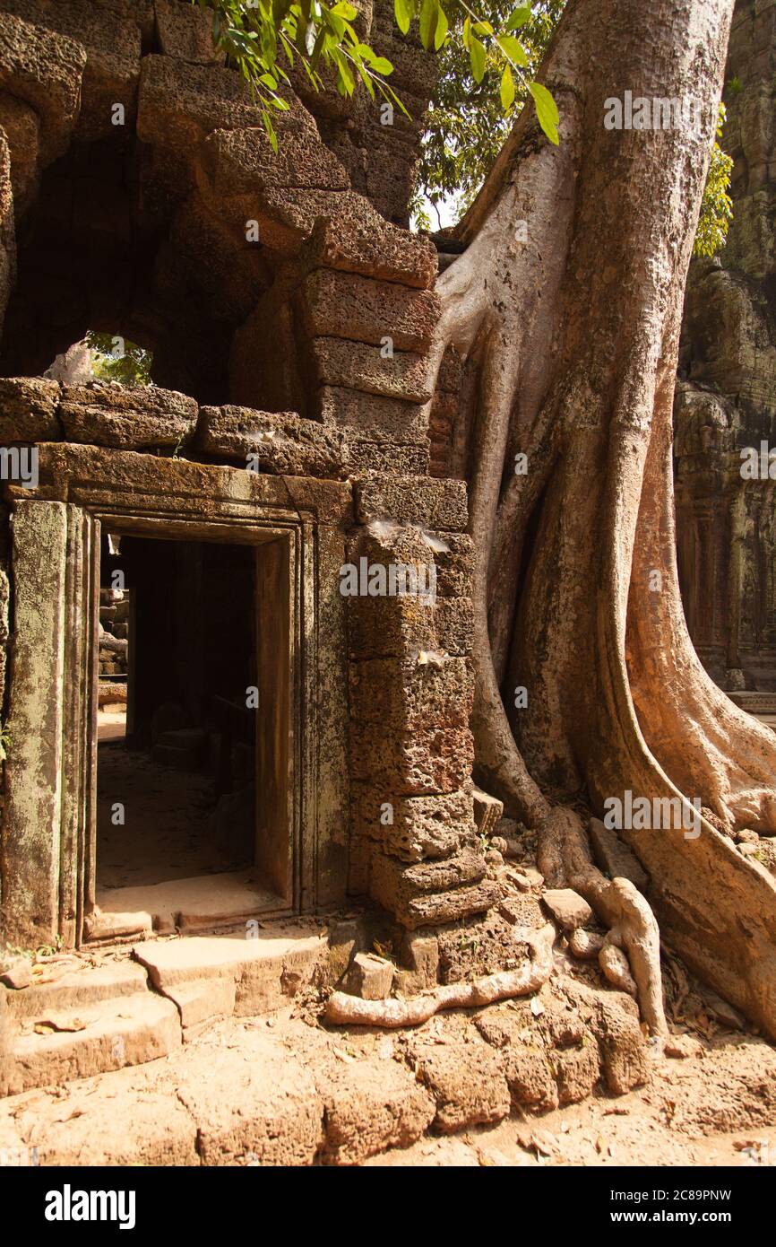 Ta Prohm, Angkor Wat, Cambodia, trees engulfing the temple structures ...