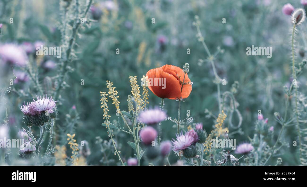 Violet poppy flower blossom hi-res stock photography and images - Alamy