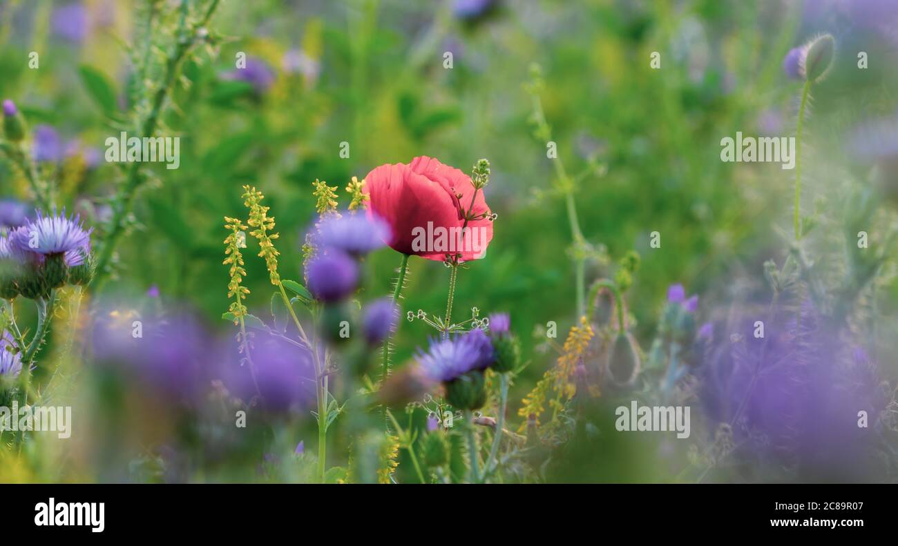Nice poppy among other wild flowers in an Andalusian meadow Stock Photo ...