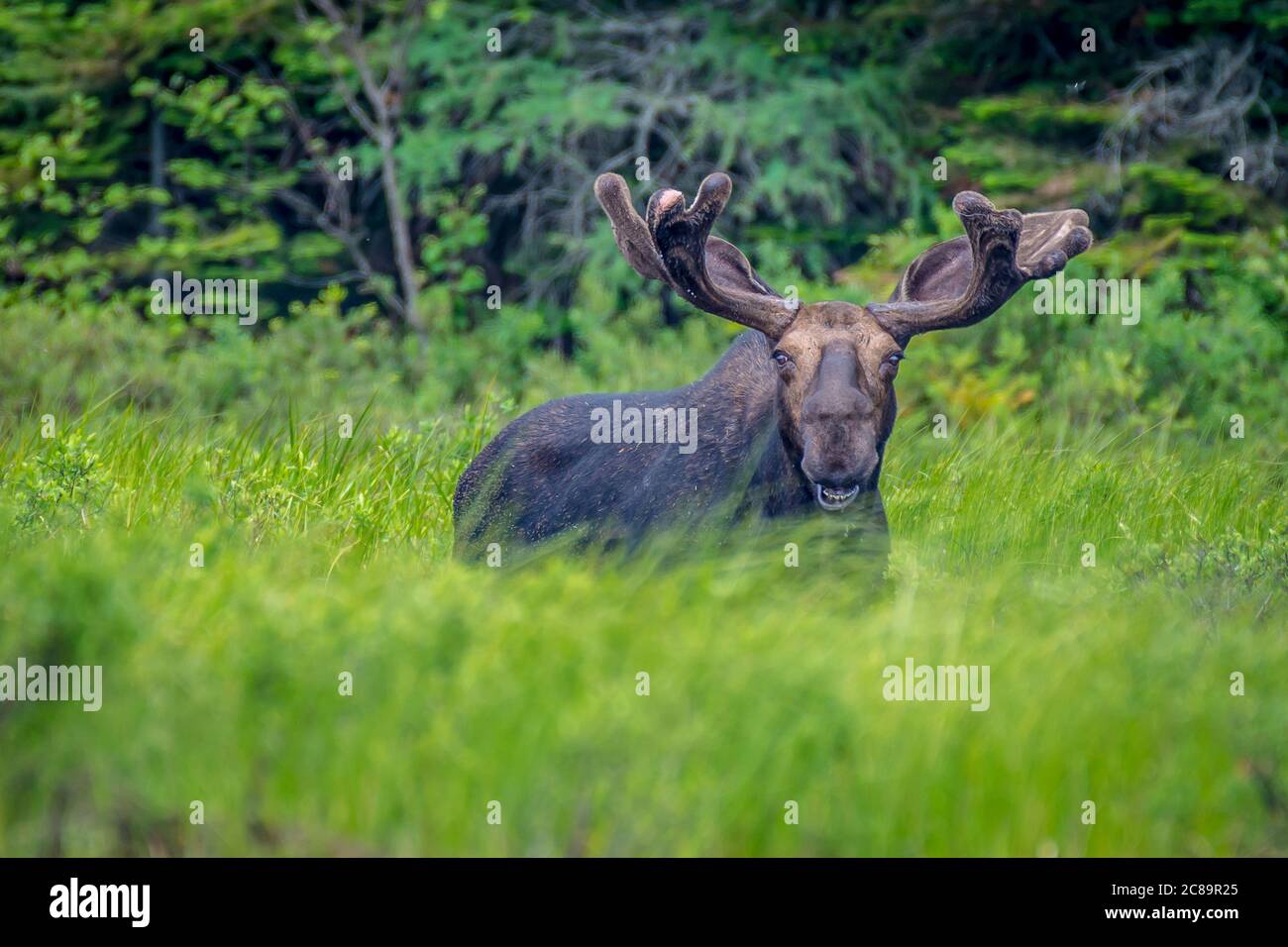 Moose smile hi-res stock photography and images - Alamy