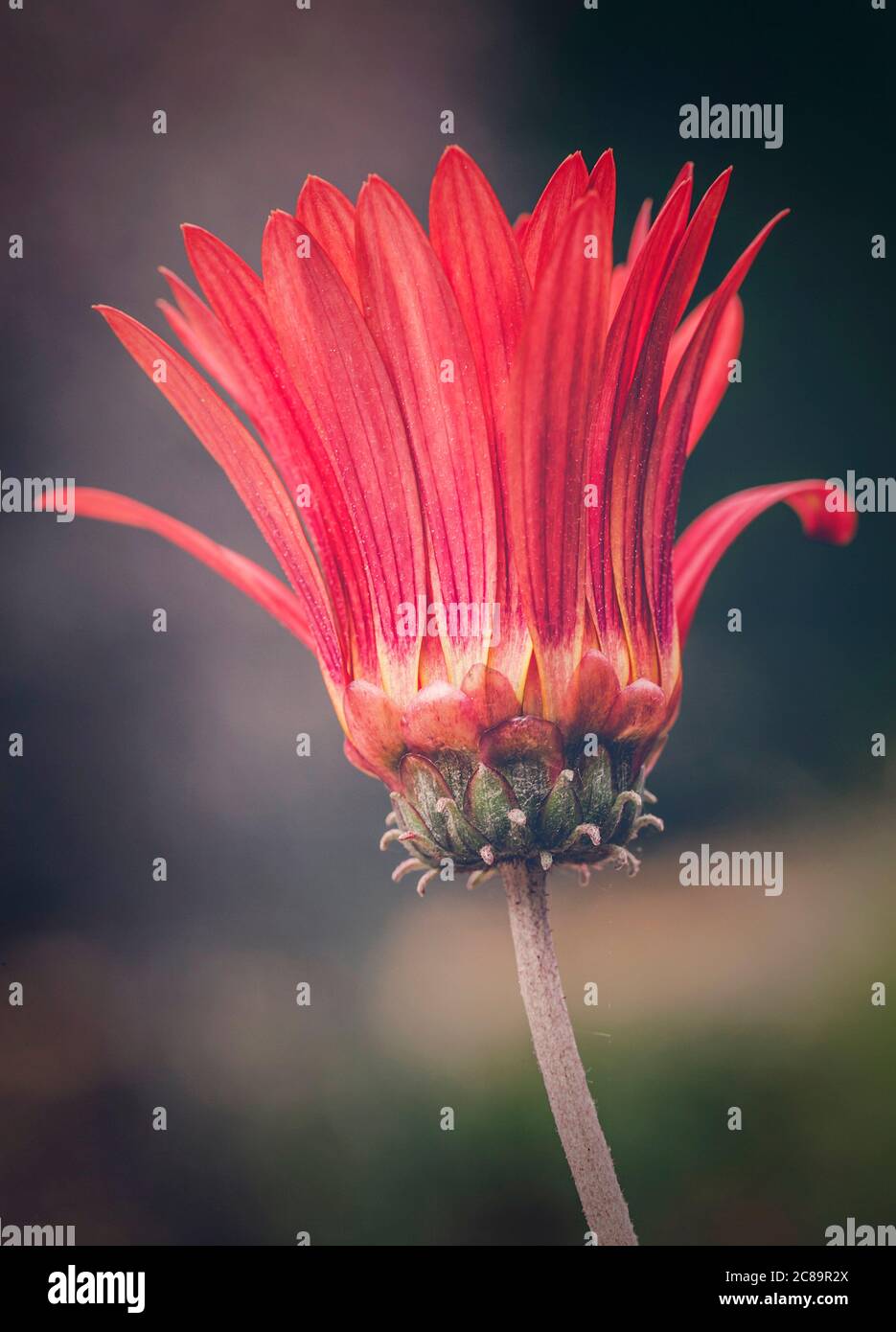 Gerbera, Red Crowned Daisy, Gebera Jamesonii, A red crowned daisy in ...