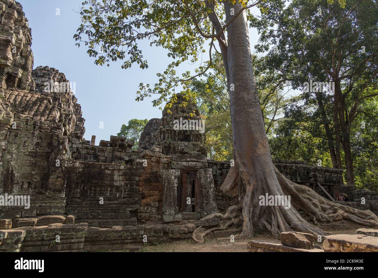 Ta Prohm, Angkor Wat, Cambodia, trees engulfing the temple structures ...