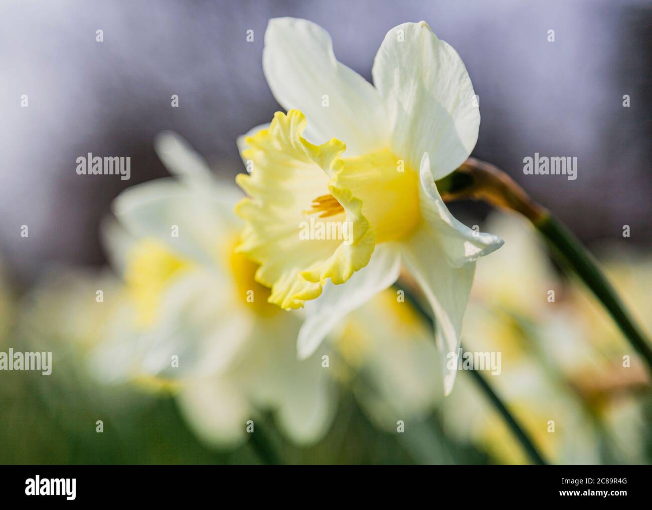 Row daffodil flowers in hi-res stock photography and images - Alamy