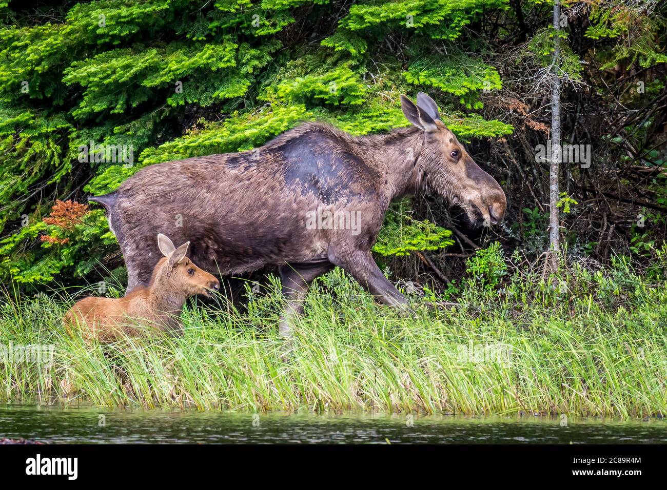 Moose in swamp hi-res stock photography and images - Alamy