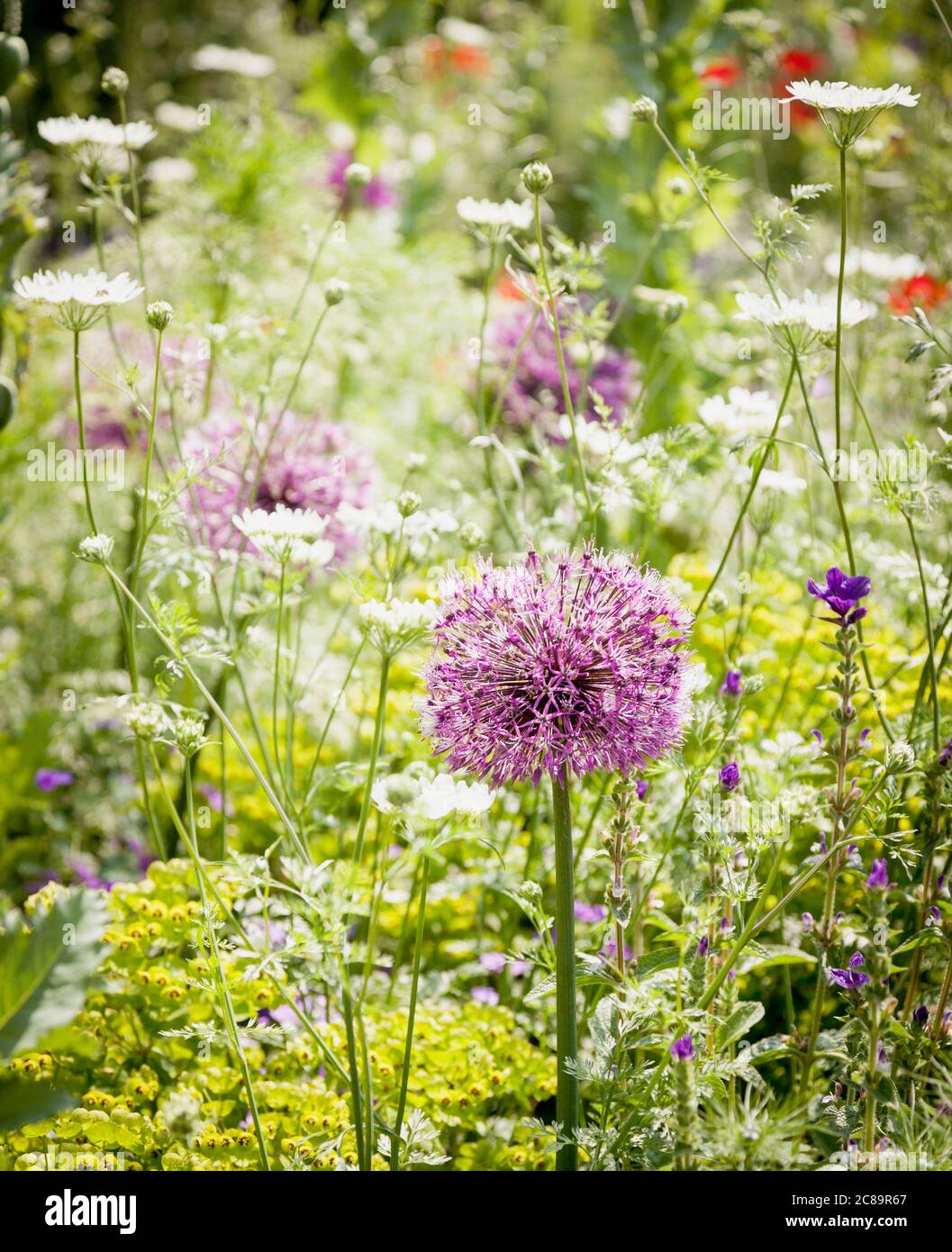 Allium, Allium Giganteum, Giant alliums in a garden meadow of wild ...