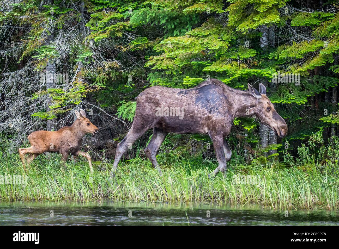 A moose cow and her young calf walking in the long grass in the swamp ...