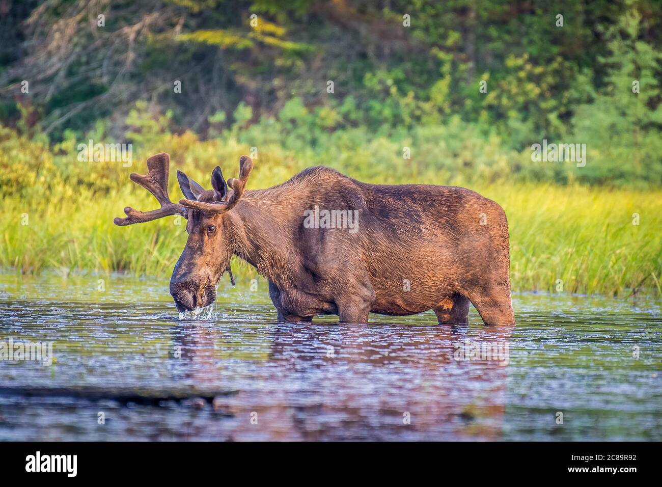 Moose canada hi-res stock photography and images - Alamy