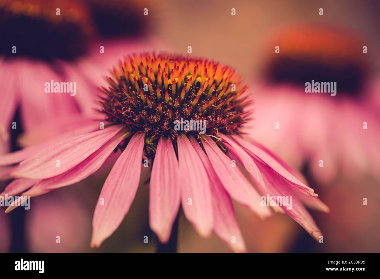 Cone Flower, Echinacea Purpurea, Growing outdoor Stock Photo - Alamy