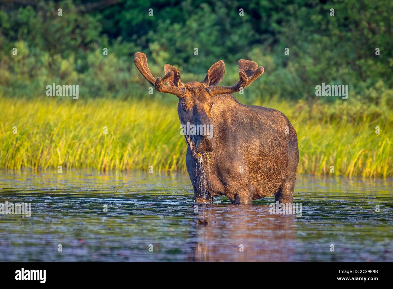 A large bull moose standing in the shallow water drinking water and ...