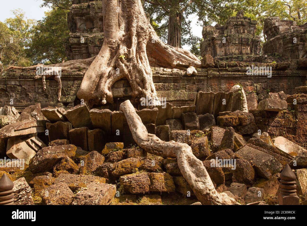 Ta Prohm, Angkor Wat, Cambodia, trees engulfing the temple structures ...
