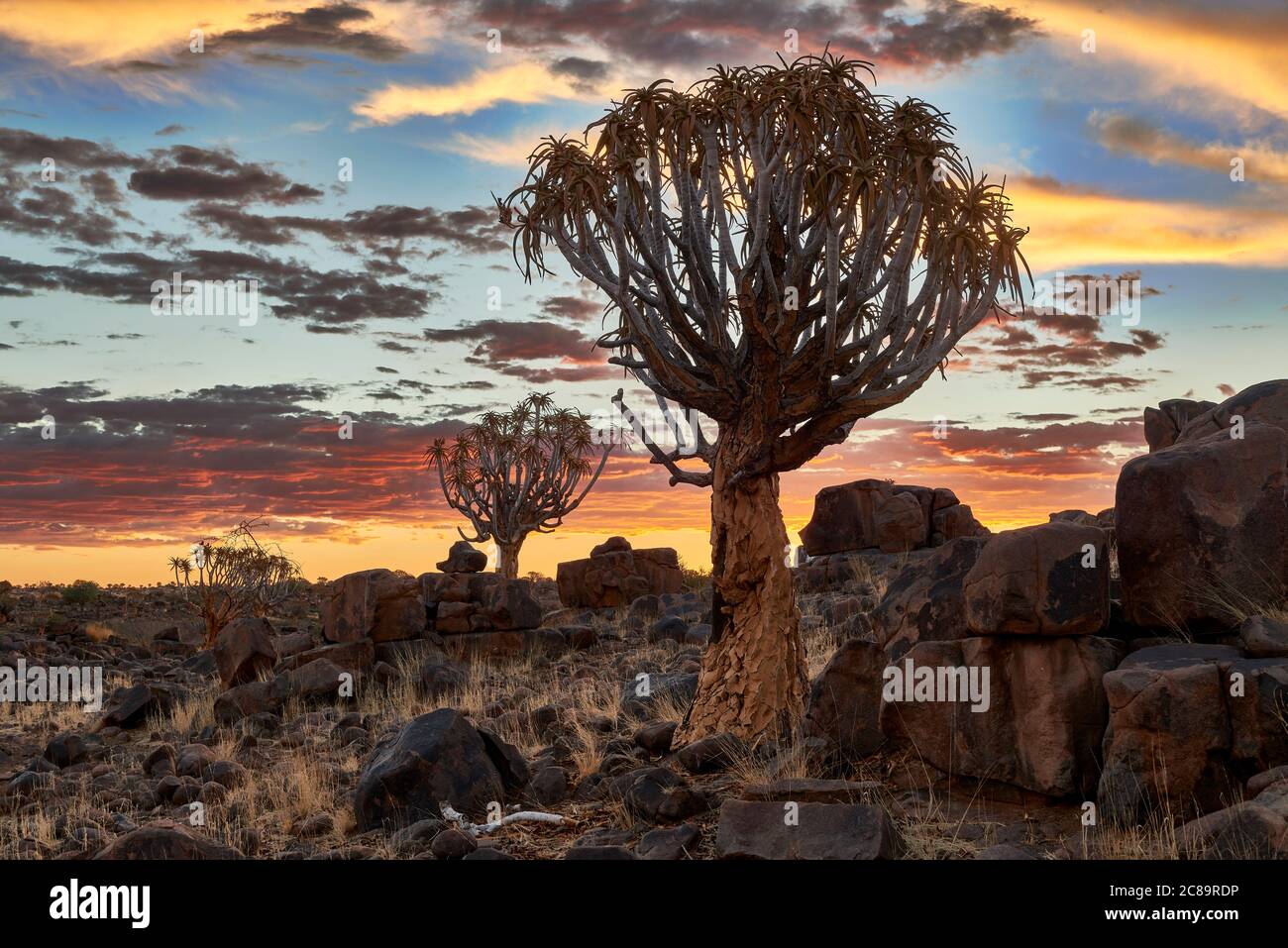 sun set at Quiver tree forest, Aloe dichotoma, Farm Garas, Mesosaurus ...