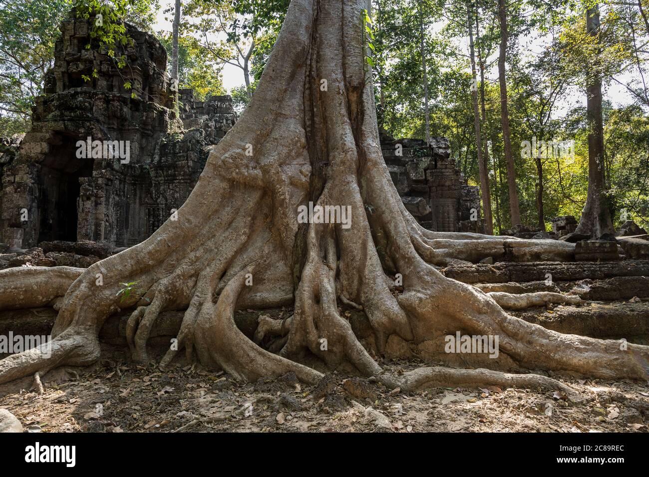 Ta Prohm, Angkor Wat, Cambodia, trees engulfing the temple structures ...