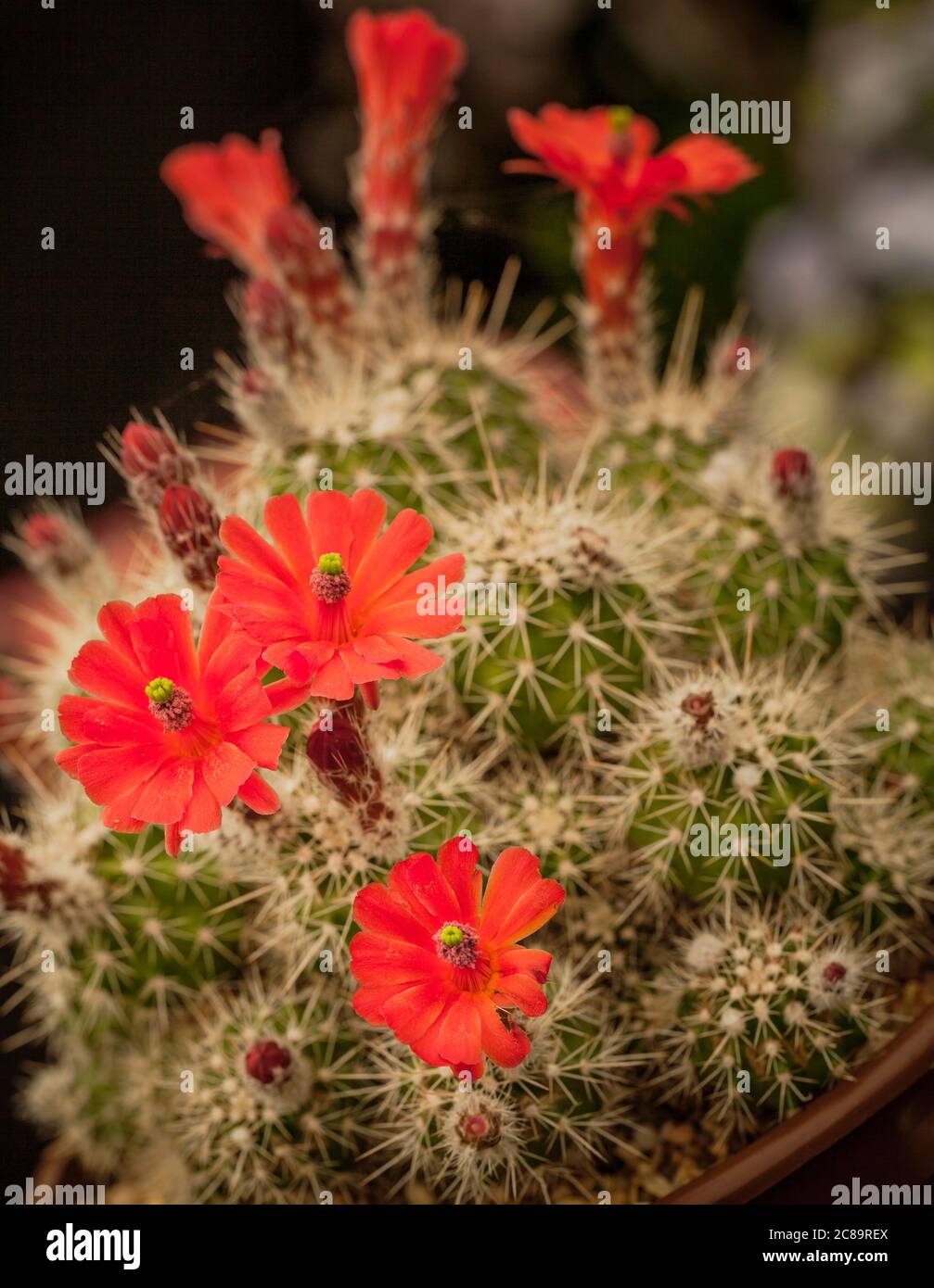 Cactus, Flowering cacti close-up showing red flower Stock Photo - Alamy