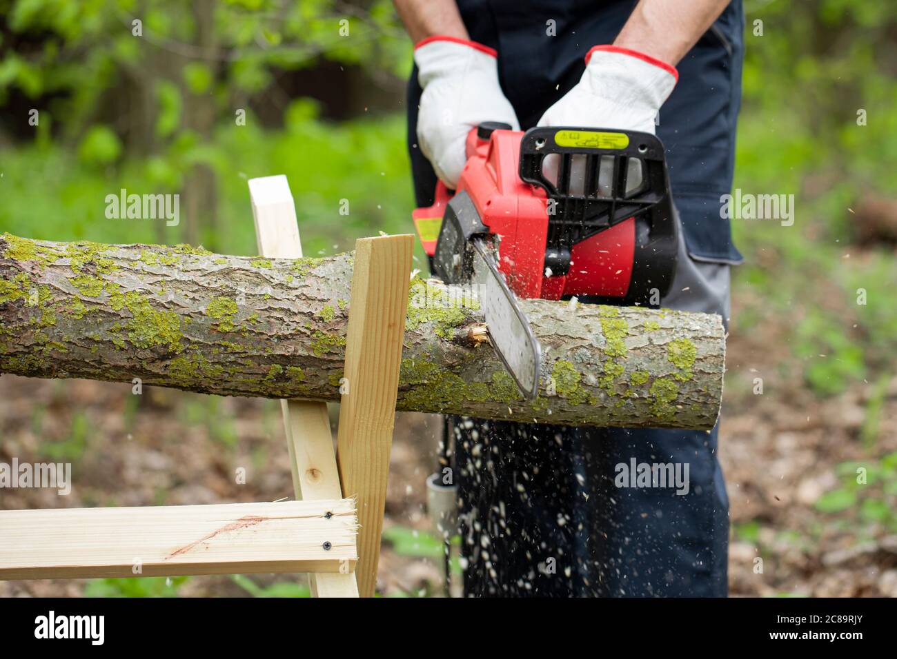 Forest worker in protective safety workwear saws tree trunk with the ...