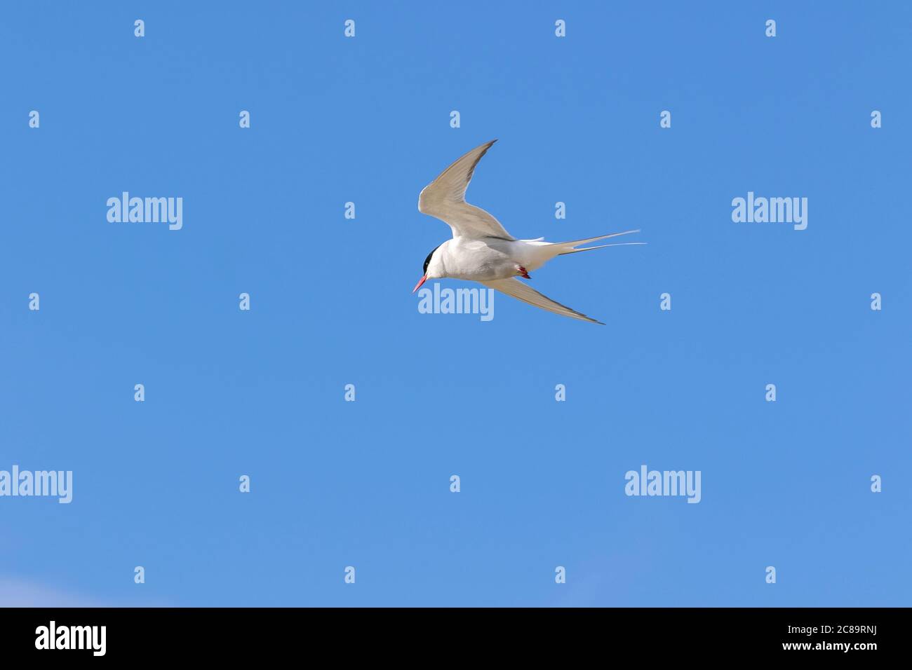 Sterna paradisaea migration hi-res stock photography and images - Alamy