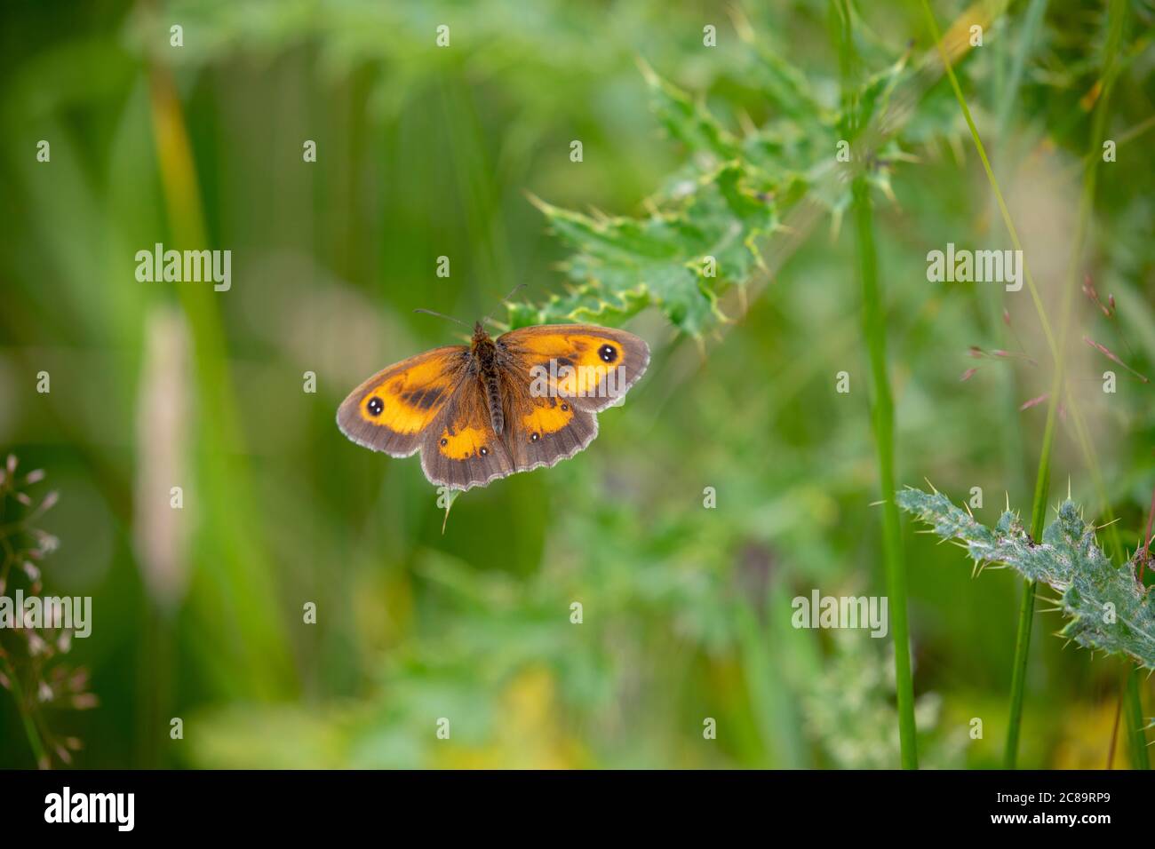 Gatekeeper (Pyronia tithonus) butterfly Stock Photo - Alamy