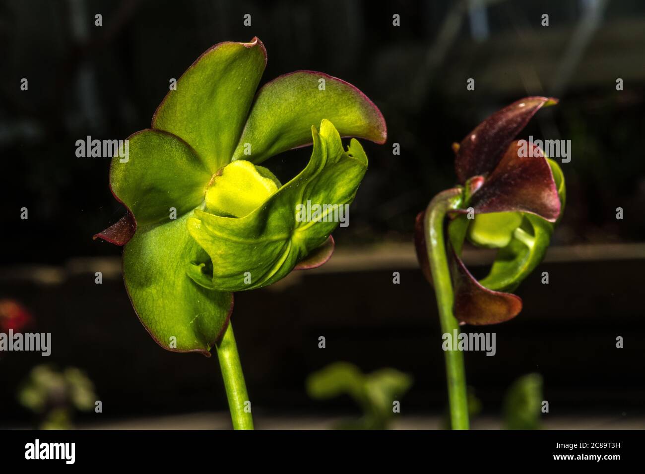 Purple Pitcher Plant, Northern Pitcher Plant, or Turtle Socks ...