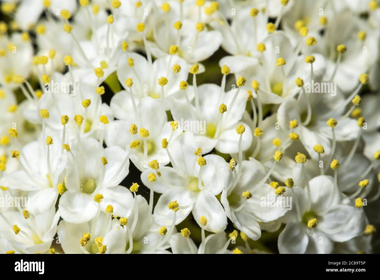 Rusty nanny berry hi-res stock photography and images - Alamy