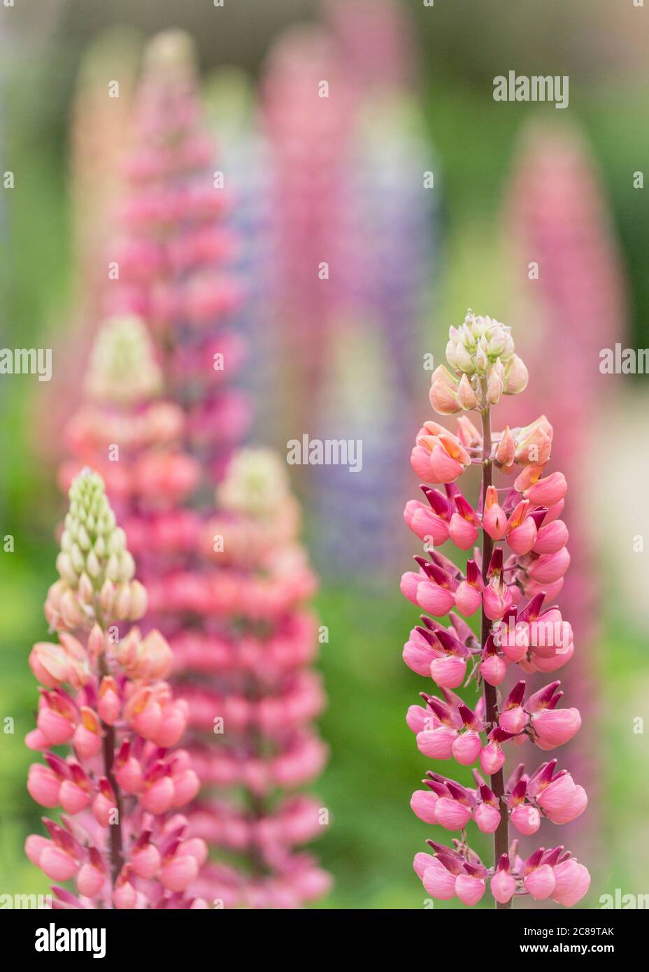Lupin, Lupinus, Red Lupins in full bloom after a shower of rain Stock ...