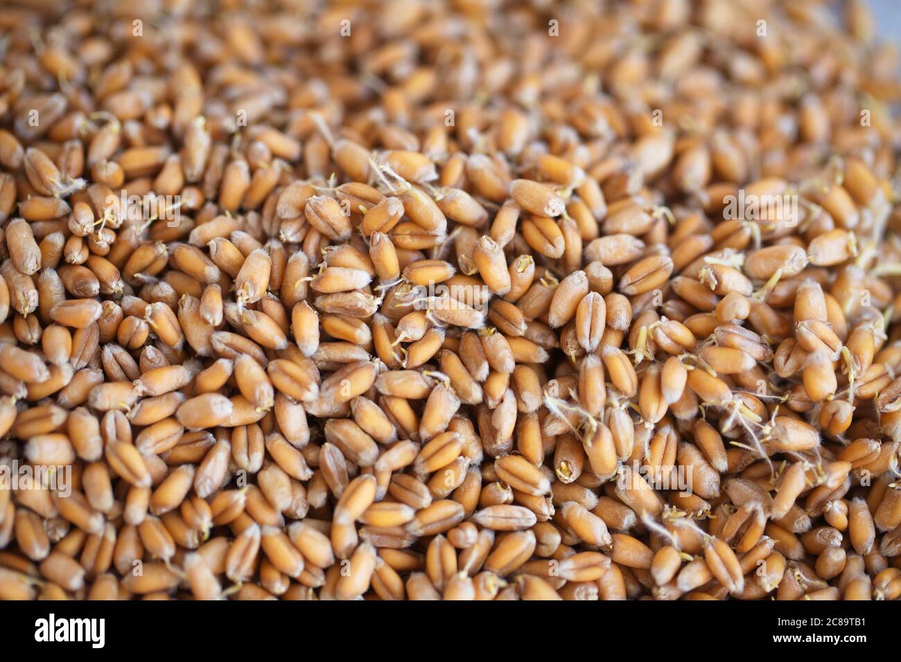 Dried grain wheat sprouts bio food Stock Photo - Alamy